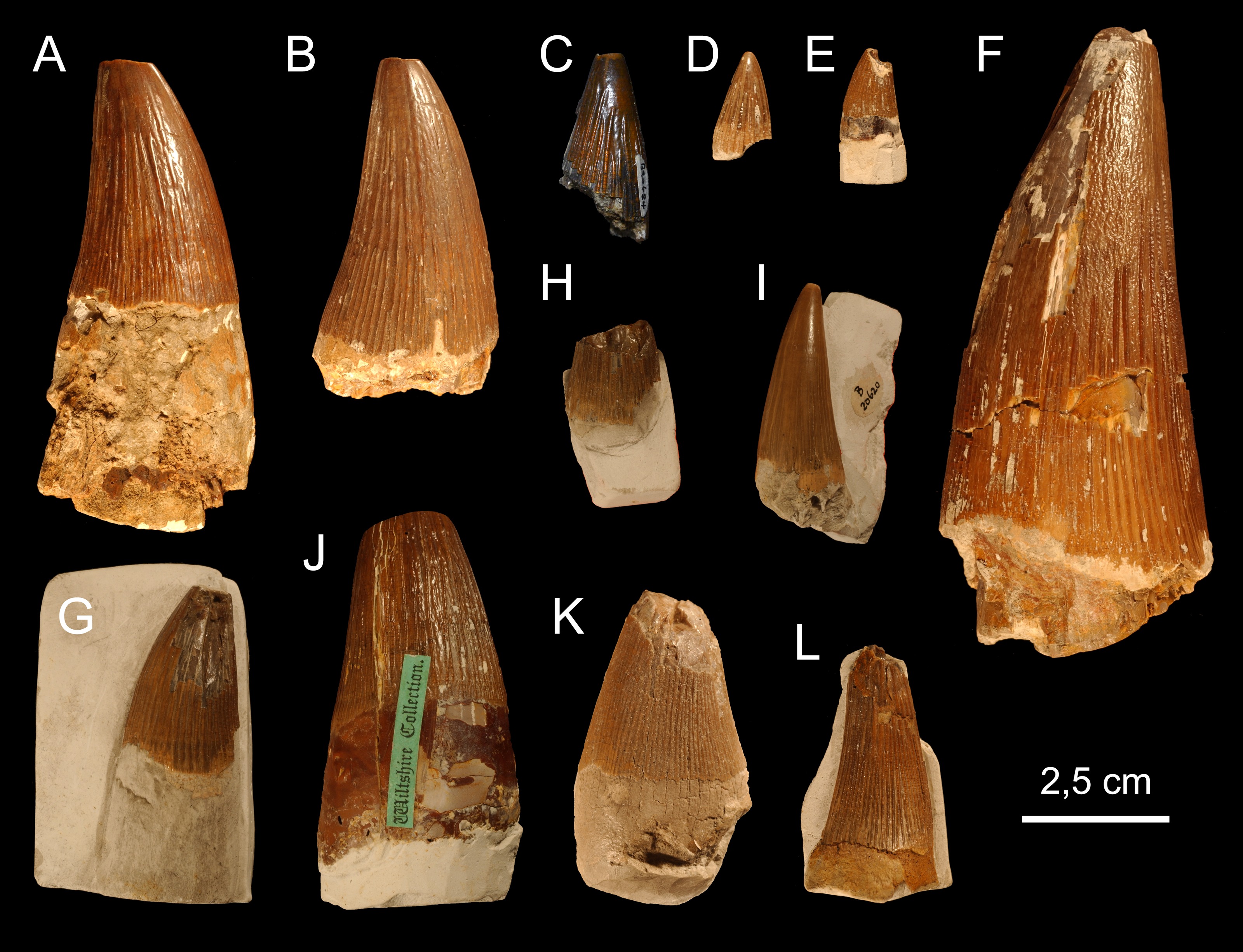 Pliosaur tooth, or ophthalmosaurid ichthyosaur (Stary Oskol) - Fossil ...