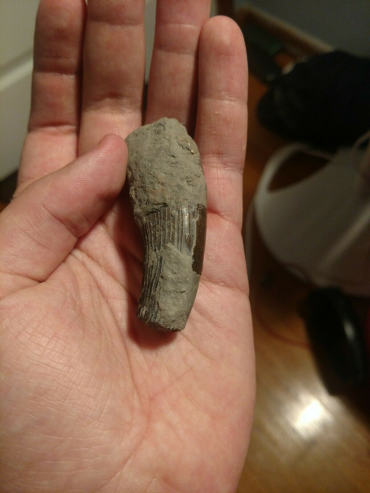 Pliosaur or Ichthyosaur Tooth? - Is It Real? How to Recognize Fossil ...