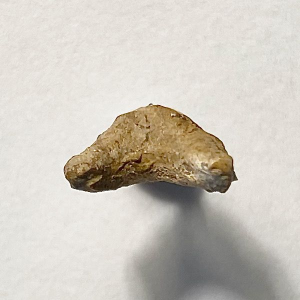 TX Cretaceous shark tooth - Protolamna? - Fossil ID - The Fossil Forum