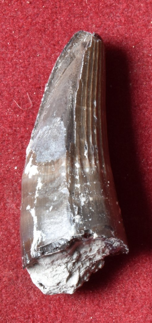 The great (crocodile) tooth identification game - Fossil ID - The ...