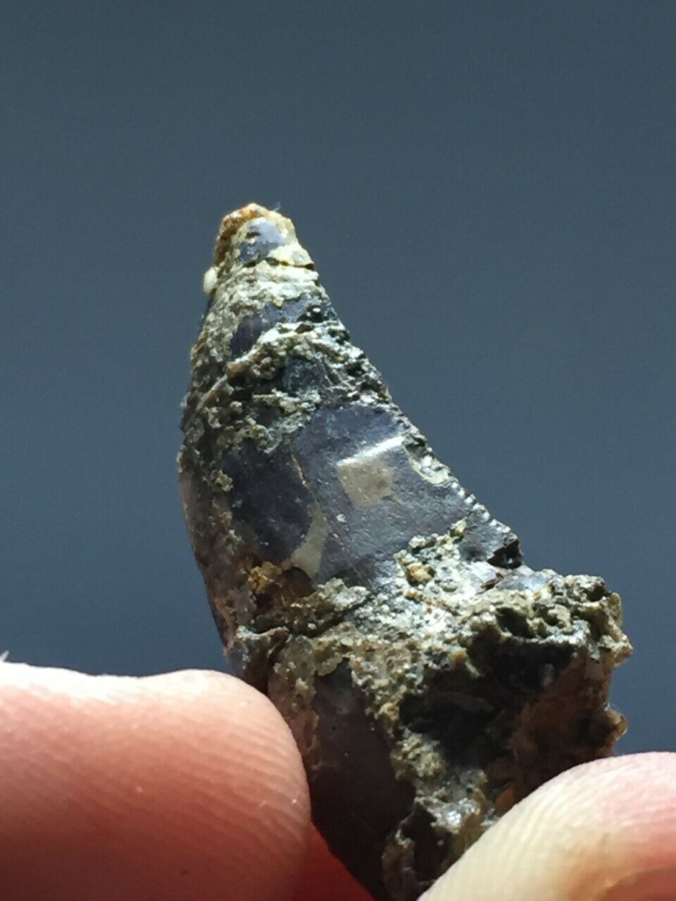 Atlas Mountains theropod tooth - Fossil ID - The Fossil Forum