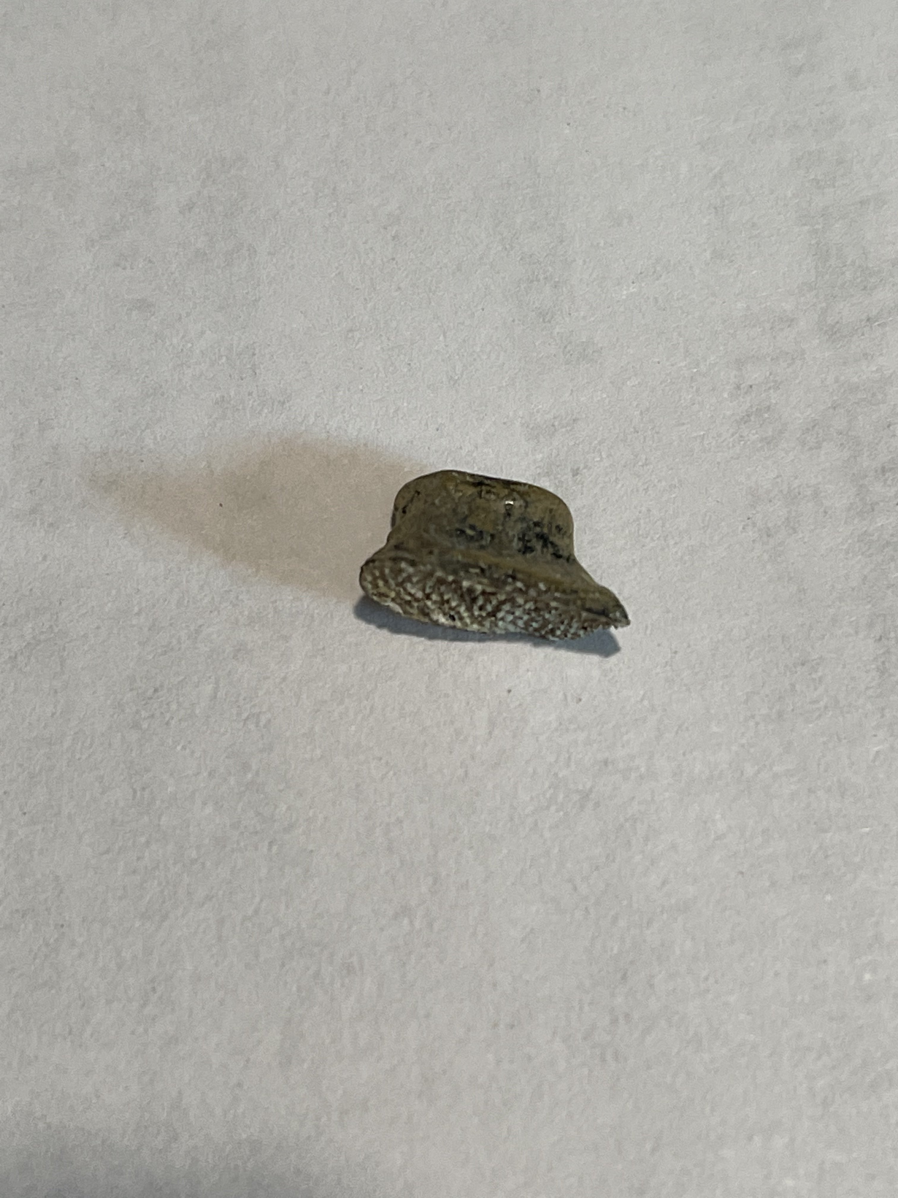 Ratfish? - Fossil ID - The Fossil Forum