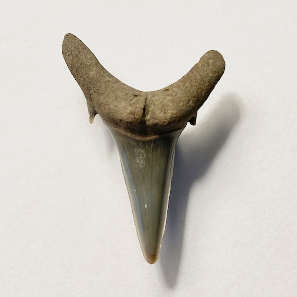 Maryland Eocene shark teeth - Fossil ID - The Fossil Forum