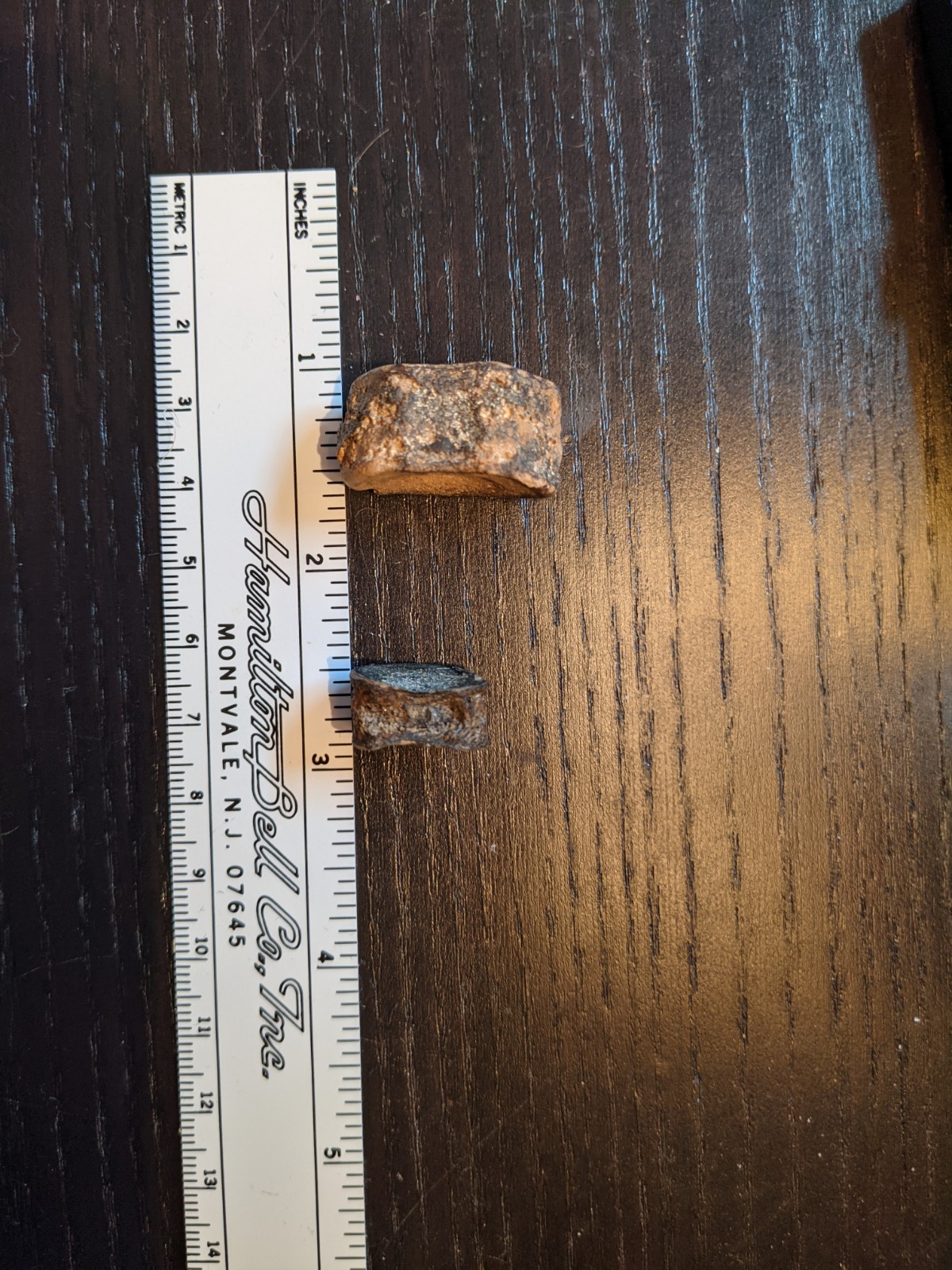 Vertebrae clarification - Fossil ID - The Fossil Forum