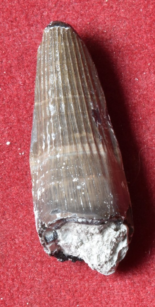 The great (crocodile) tooth identification game - Fossil ID - The ...