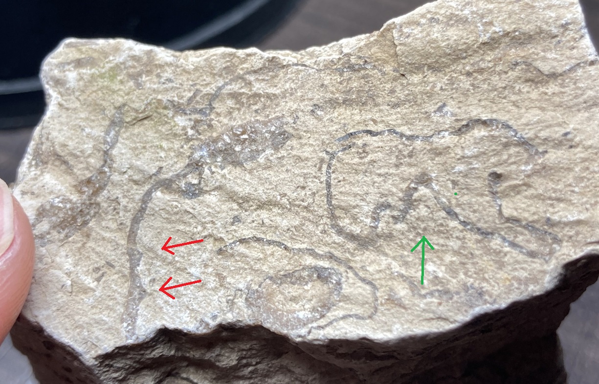 Swirling lines found in rock - Fossil ID - The Fossil Forum