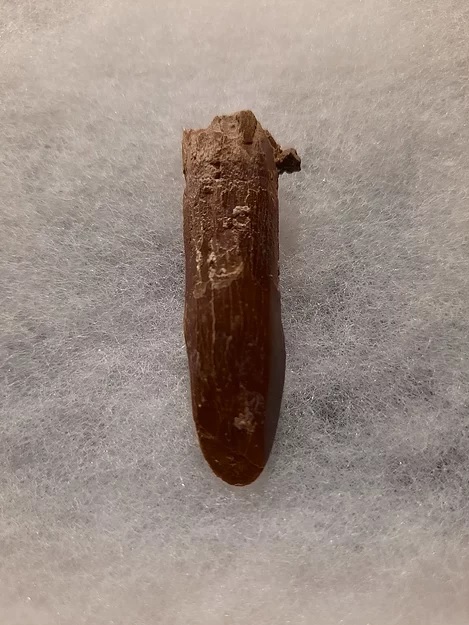 Dicraeosaurus teeth - Fossil ID - The Fossil Forum