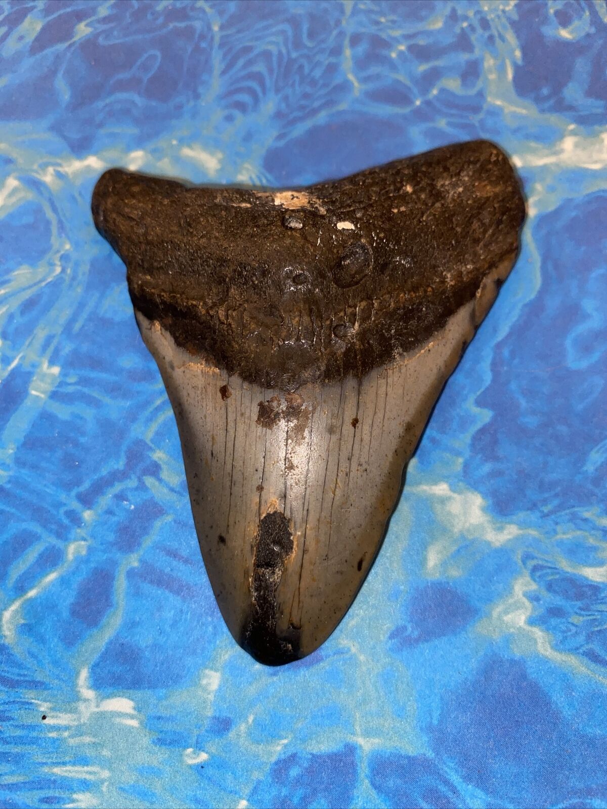 Are these real Megaladon real or fakes. - Is It Real? How to Recognize ...
