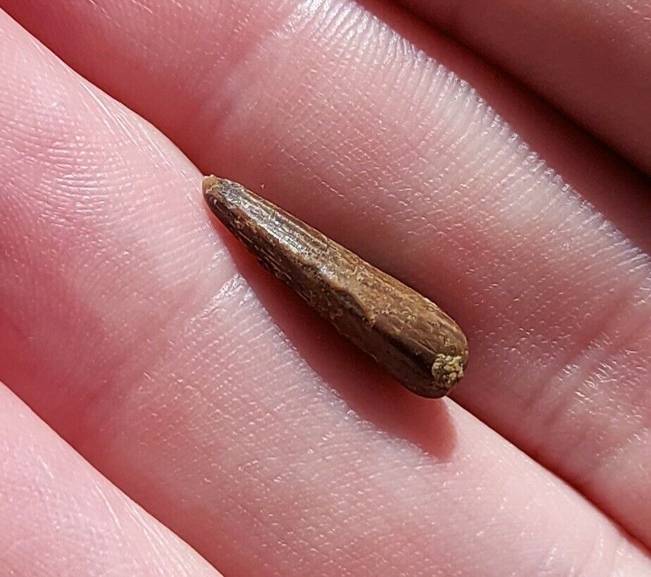 Small Lance Formation tooth - Fossil ID - The Fossil Forum