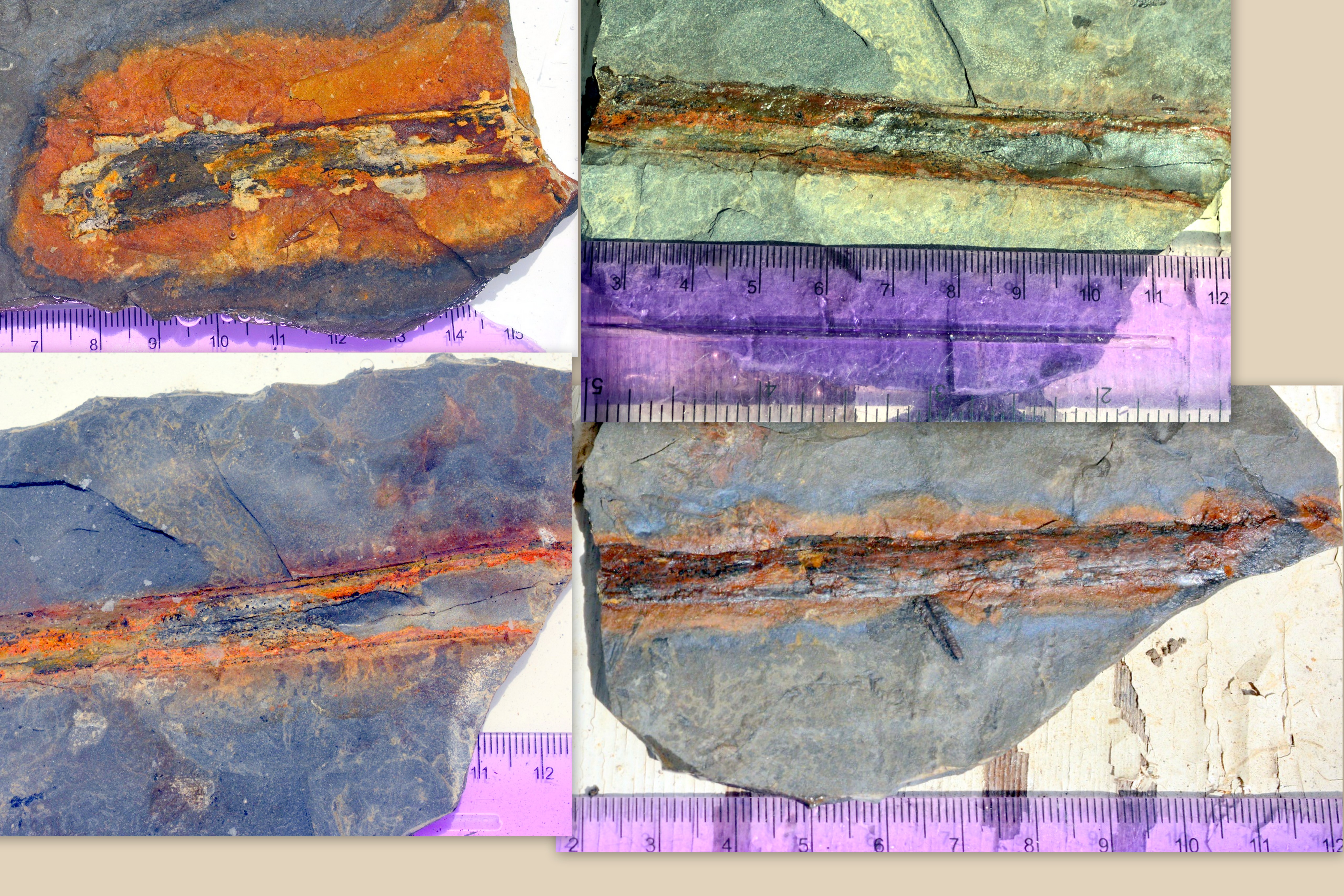 Need Help With Woody Structures from Glenshaw Formation: Mahoning Shale ...