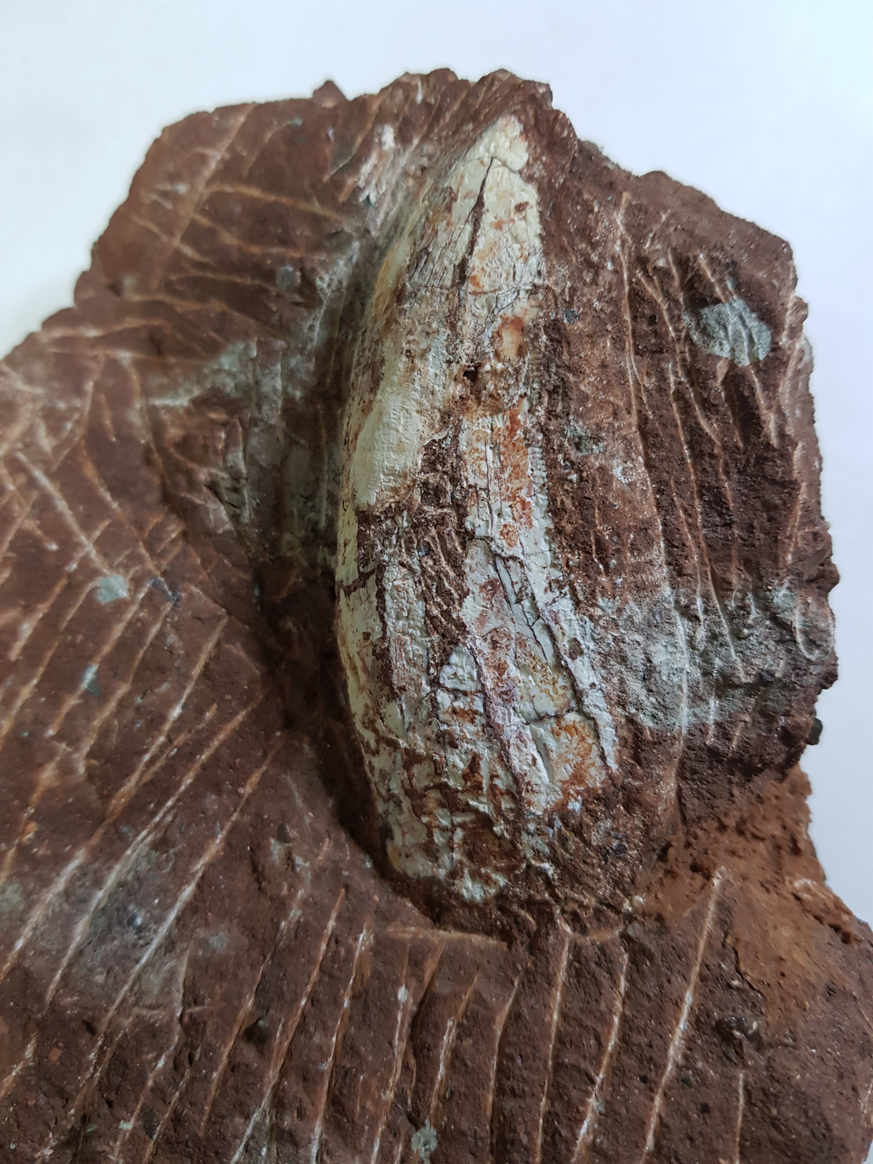Very rare Tyrannosauridae tooth! - Member Collections - The Fossil Forum