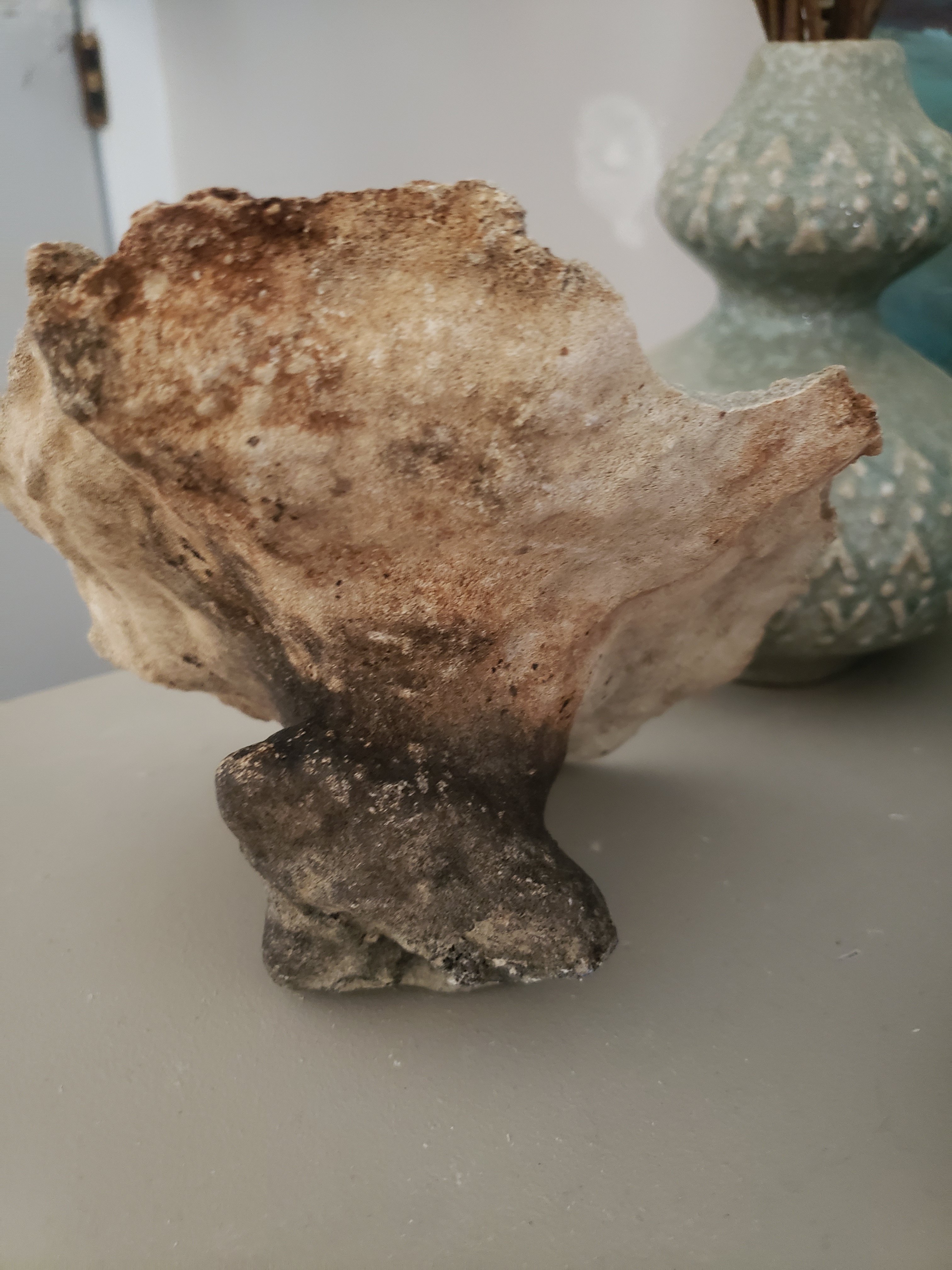 Really cool fossil but what is it?? - Fossil ID - The Fossil Forum