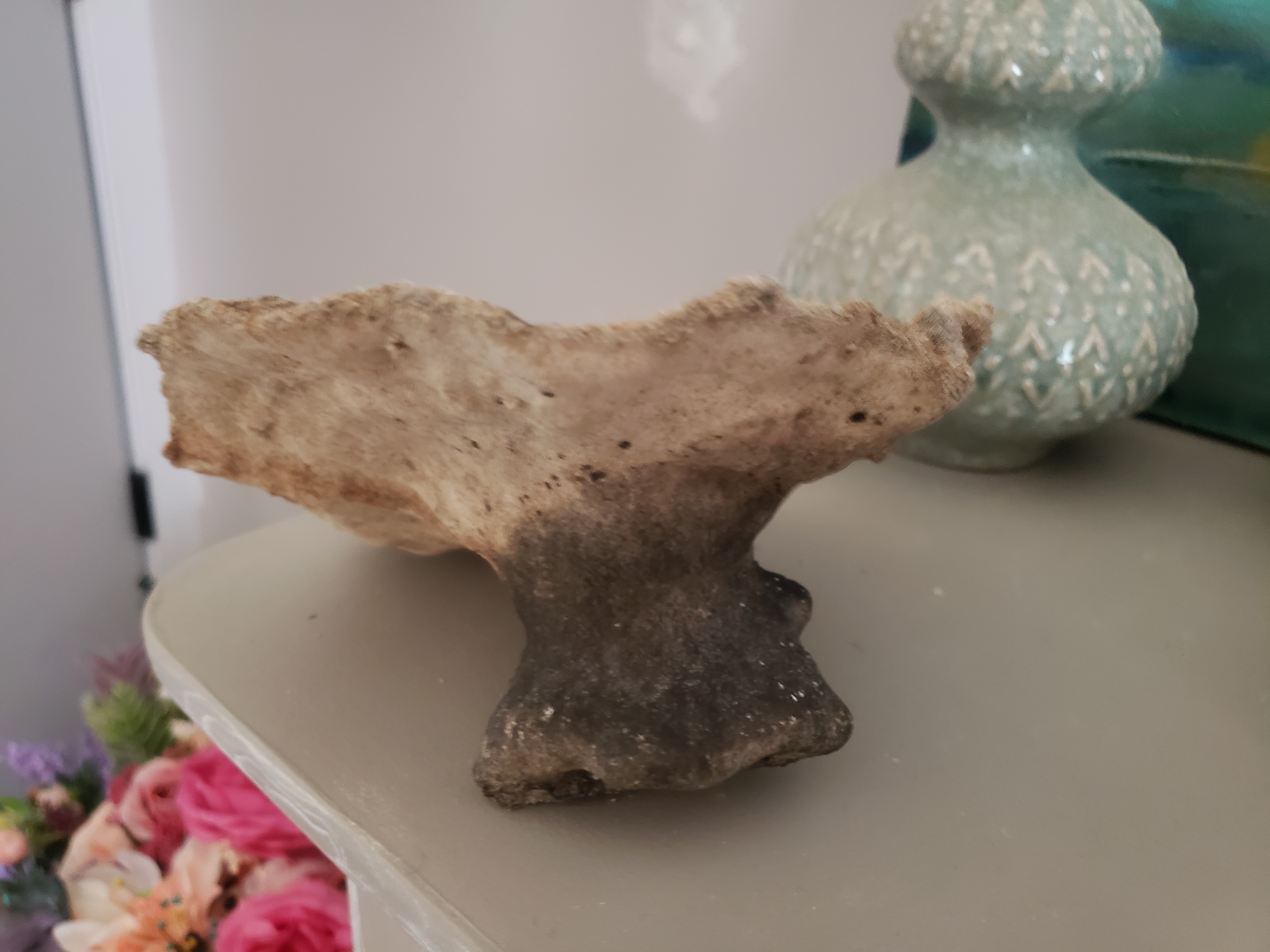 Really cool fossil but what is it?? - Fossil ID - The Fossil Forum