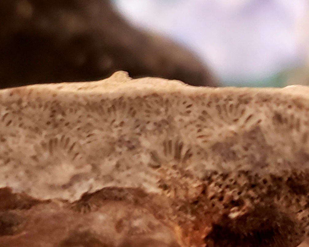 Really cool fossil but what is it?? - Fossil ID - The Fossil Forum