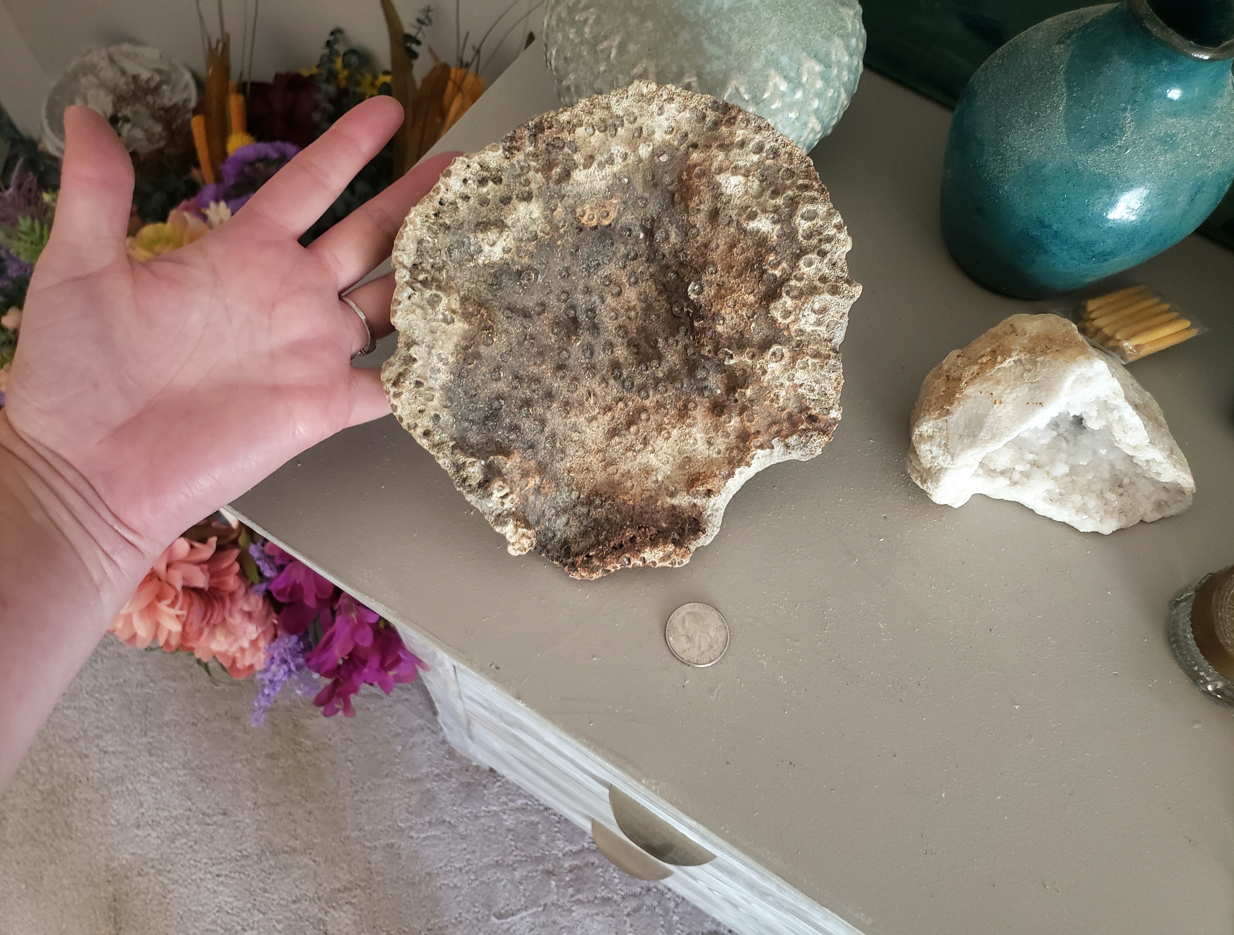 Really cool fossil but what is it?? - Fossil ID - The Fossil Forum