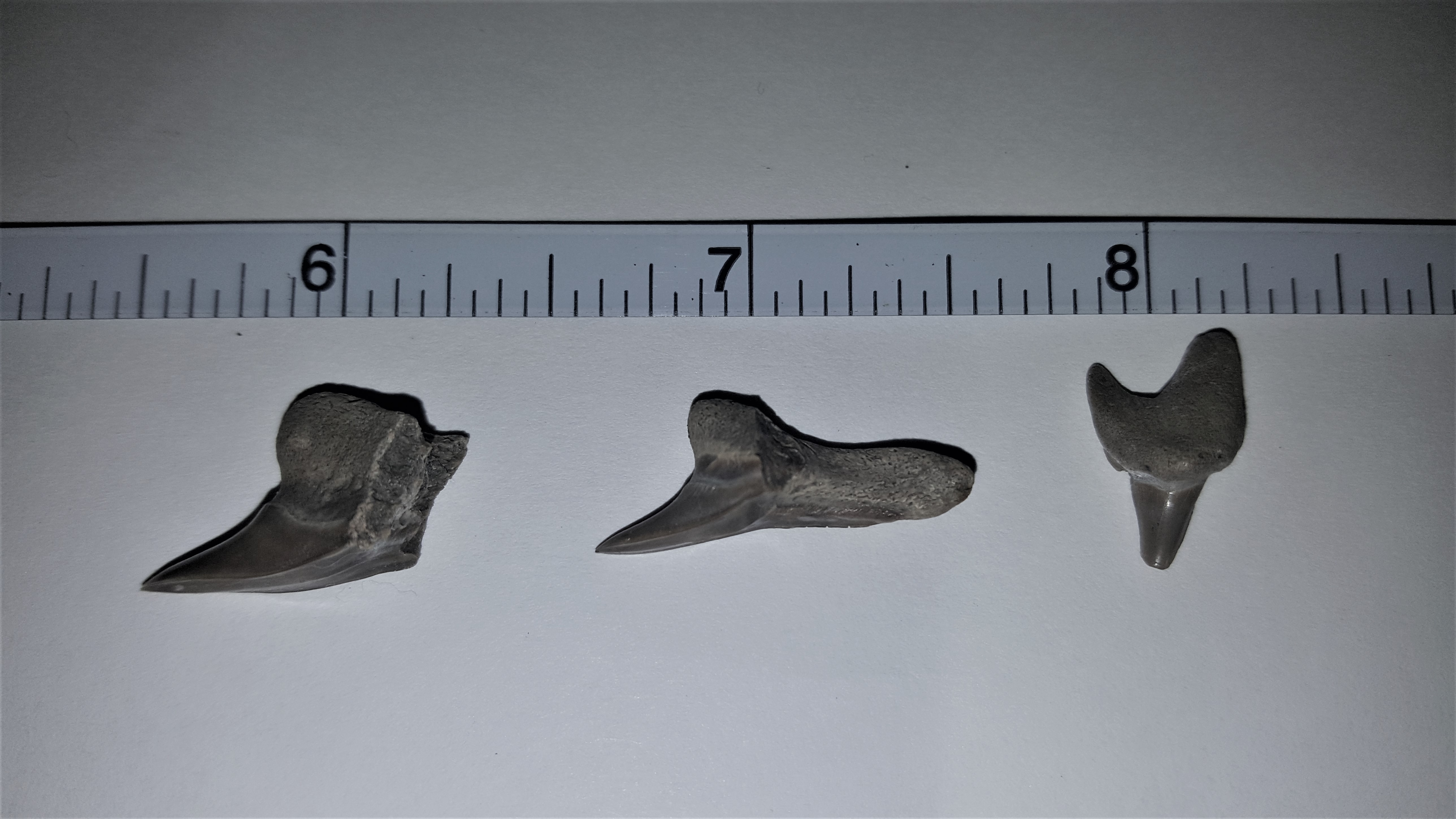 Show us your rarest sharks tooth - Page 2 - Member Collections - The ...
