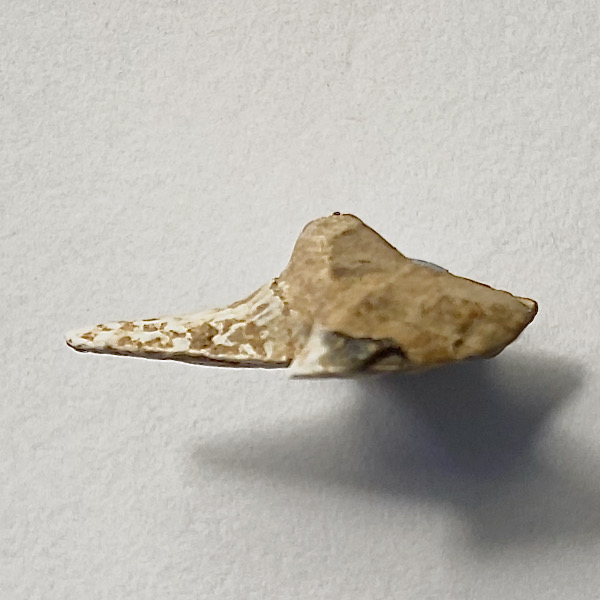 TX Cretaceous shark tooth - Protolamna? - Fossil ID - The Fossil Forum