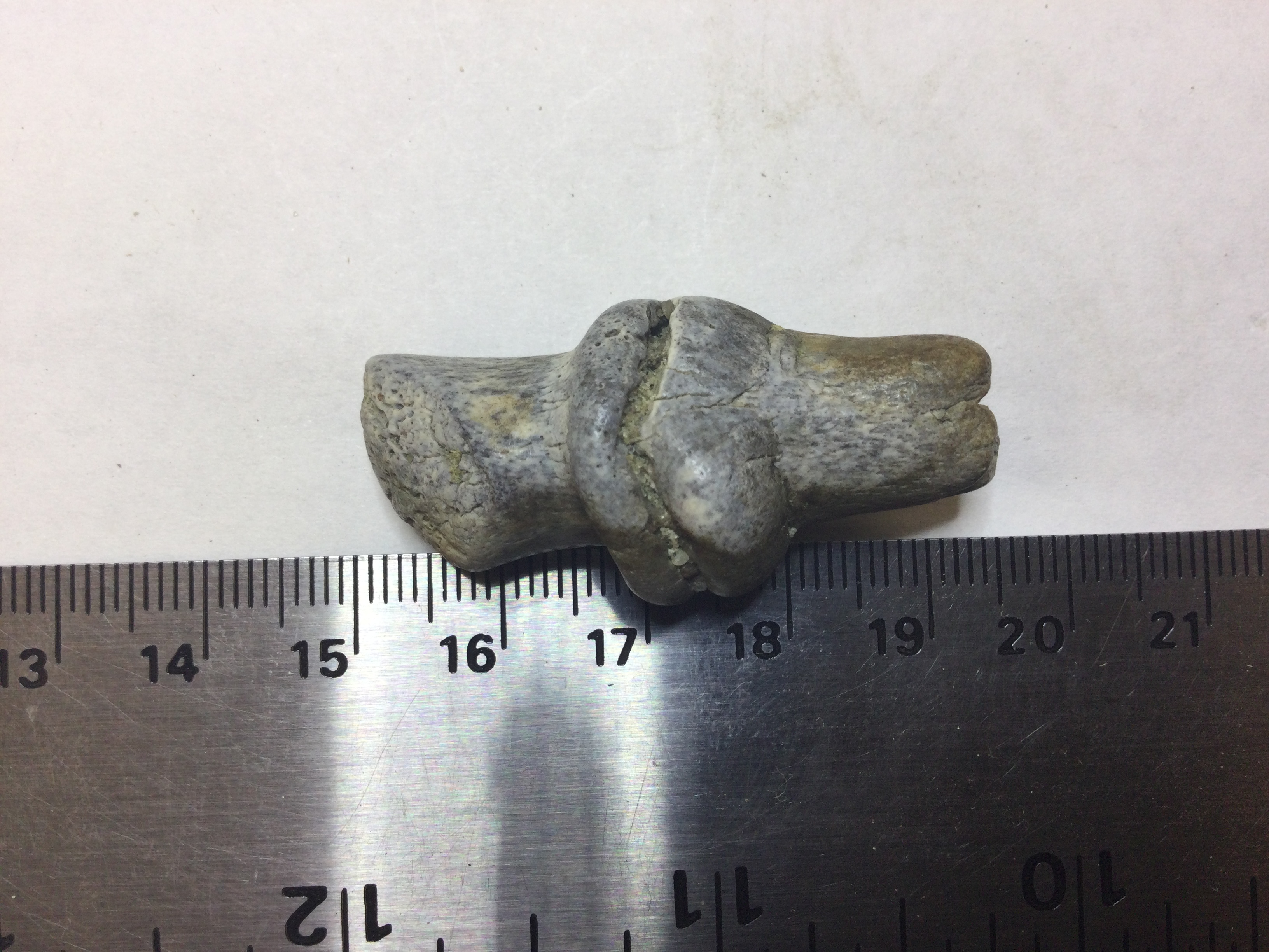 Fused joint or healed fracture? - Fossil ID - The Fossil Forum