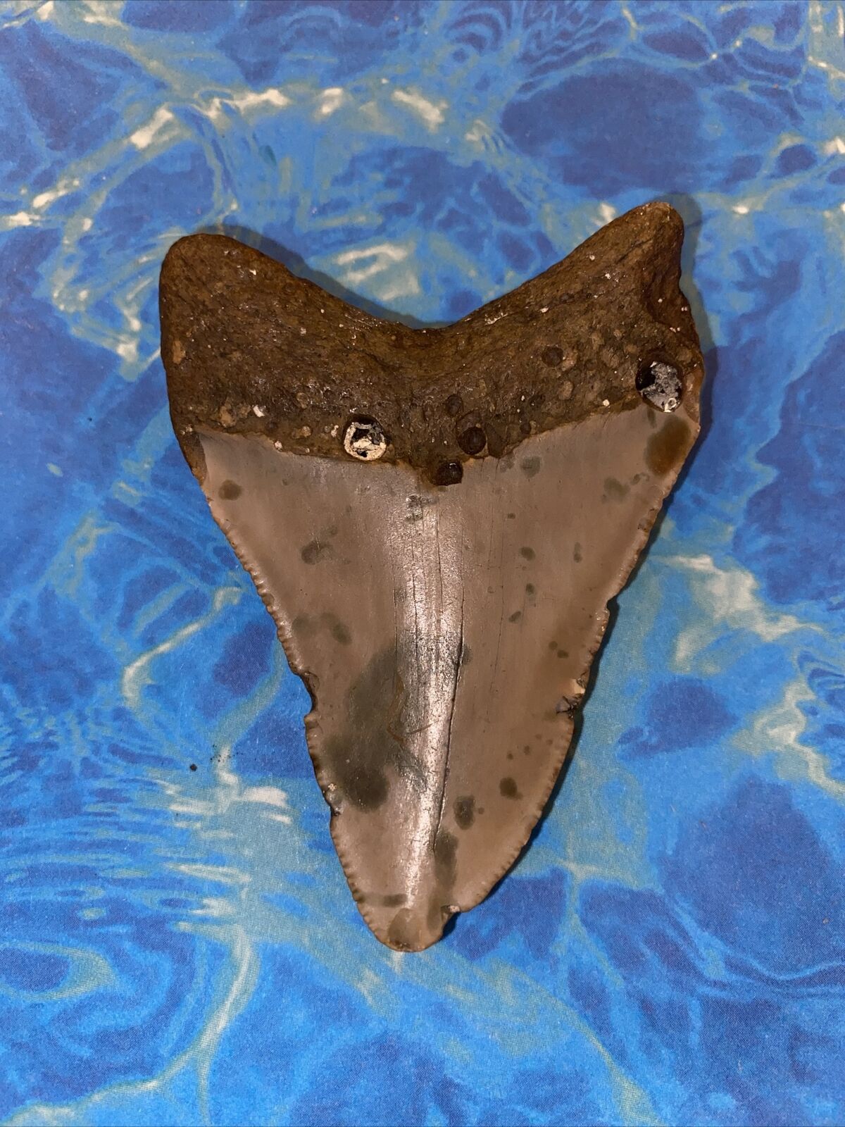 Are these real Megaladon real or fakes. - Is It Real? How to Recognize ...