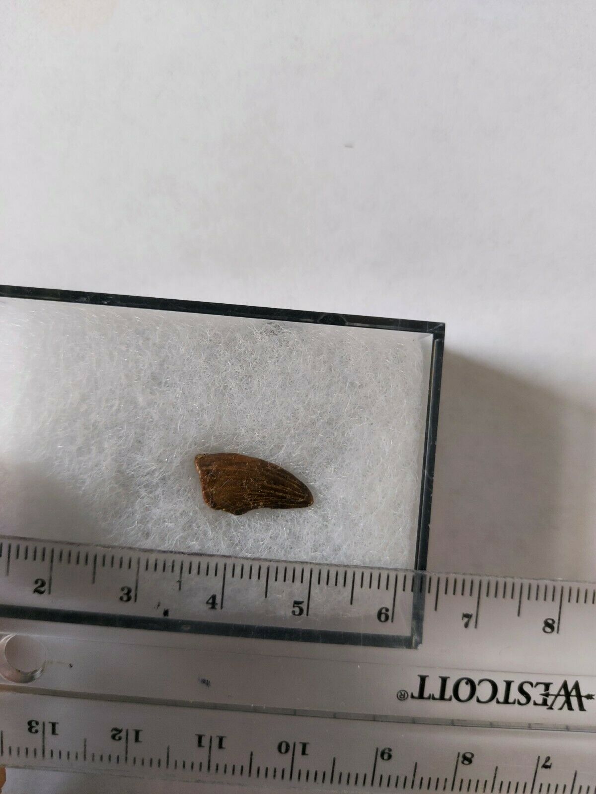 Small Lance Formation tooth - Fossil ID - The Fossil Forum