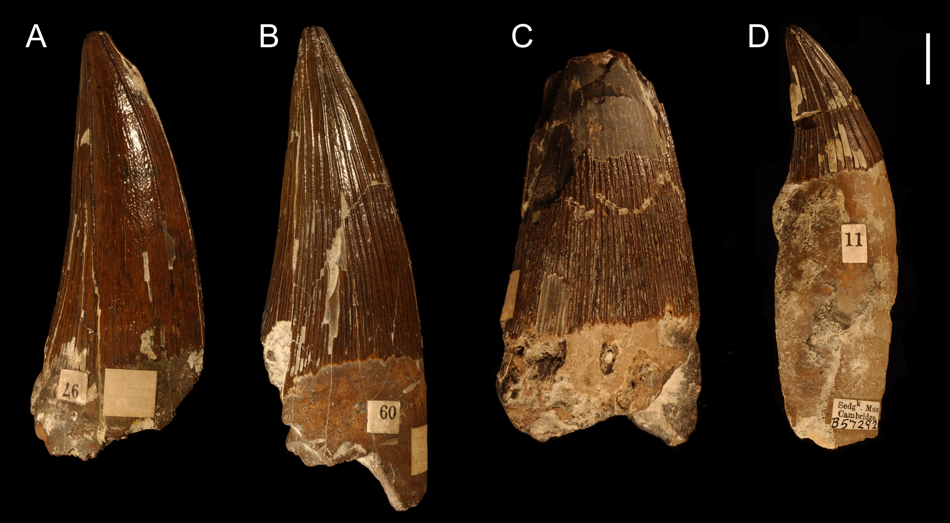 Pliosaur tooth, or ophthalmosaurid ichthyosaur (Stary Oskol) - Fossil ...