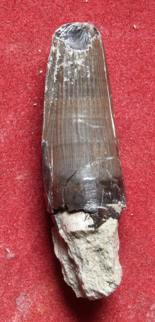The great (crocodile) tooth identification game - Fossil ID - The ...