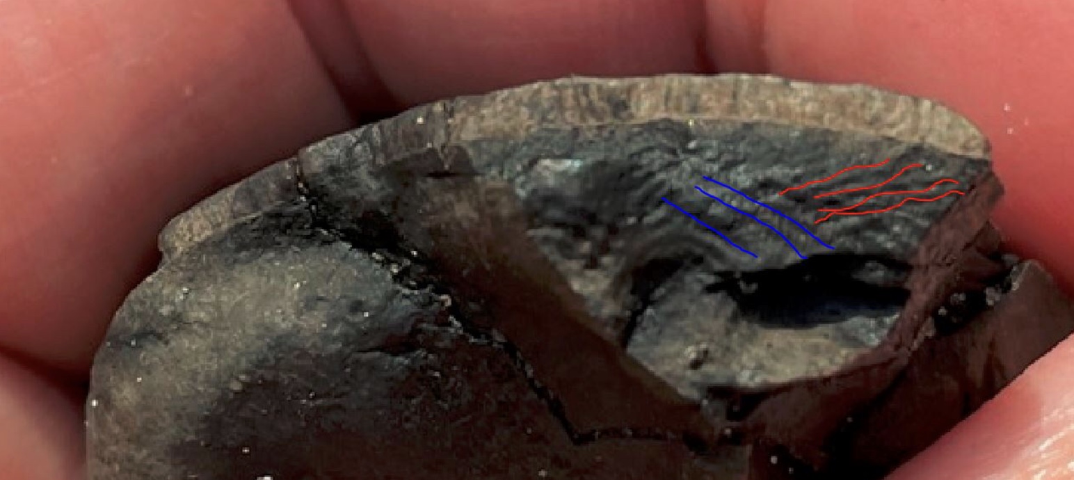 Hunting Bone Valley - Fossil Hunting Trips - The Fossil Forum