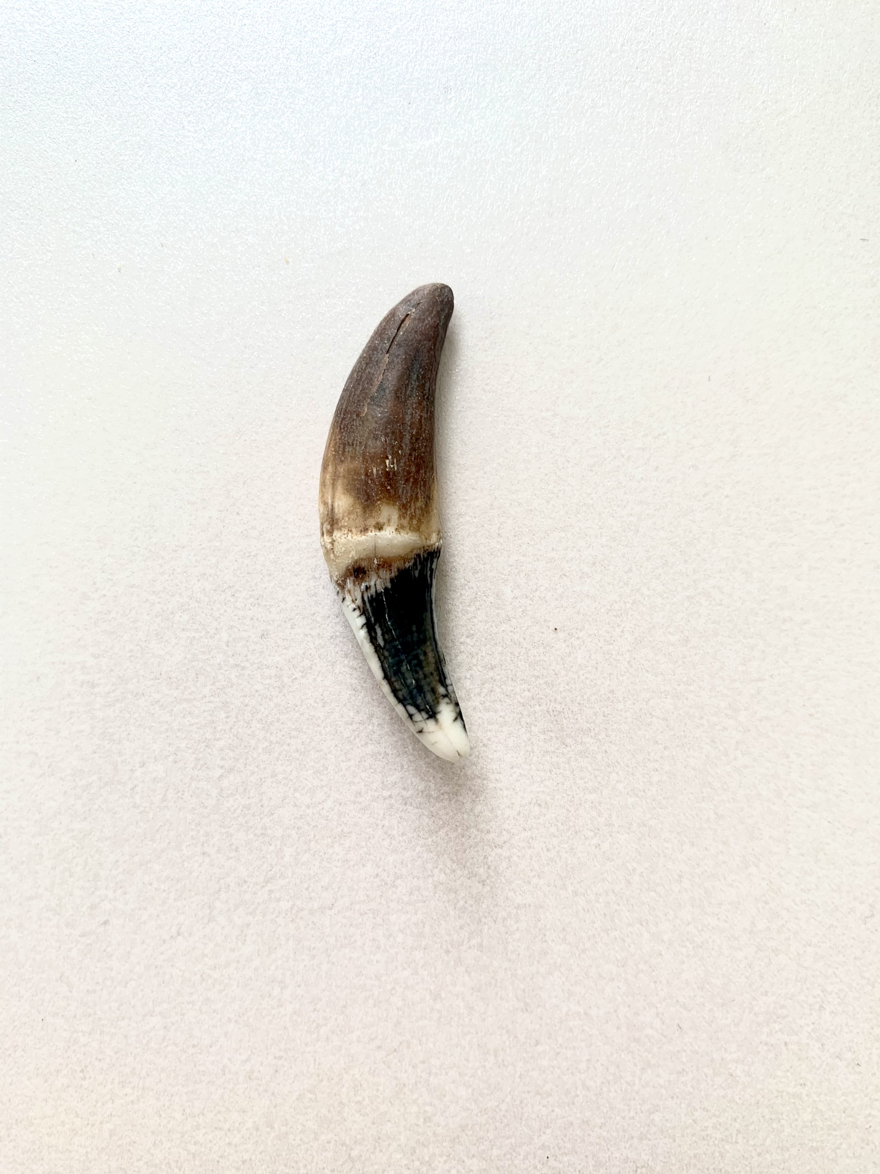 River Thames potential fossil? - Fossil ID - The Fossil Forum