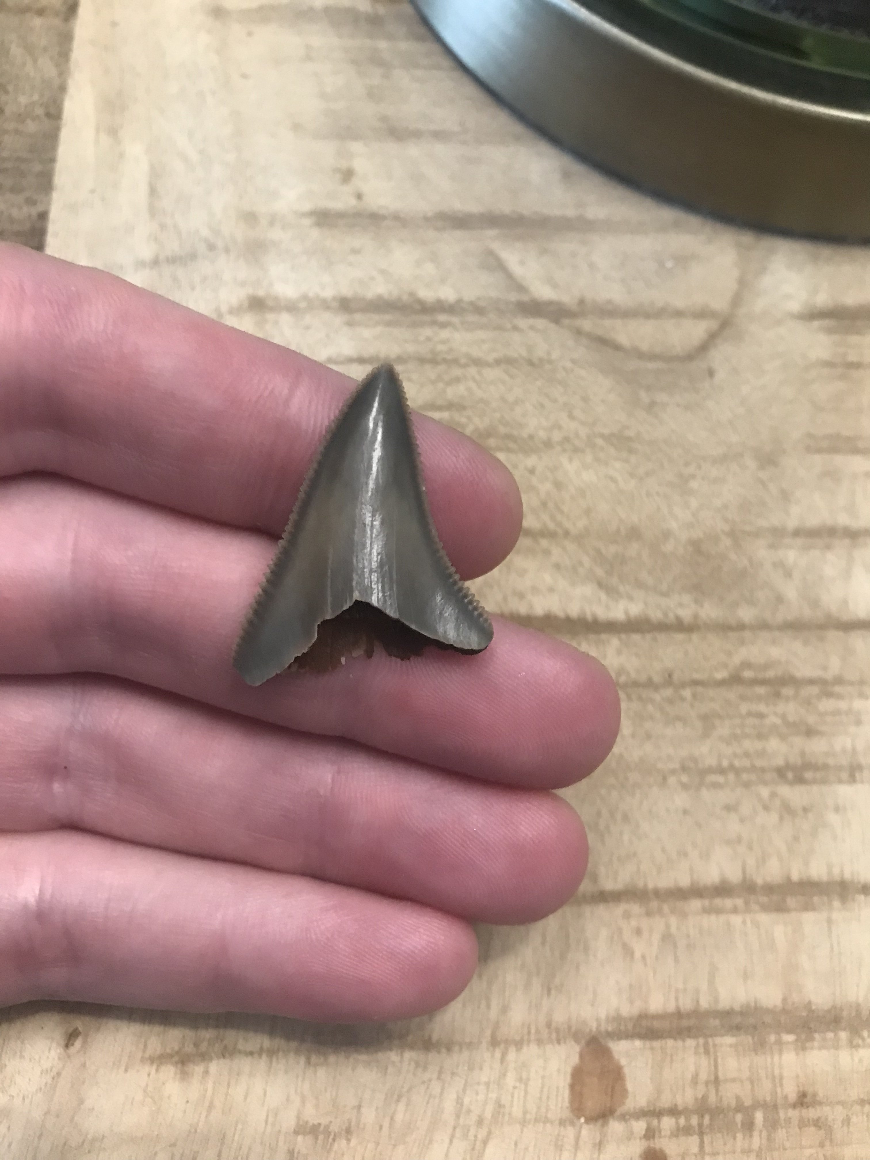 Hollow Great White Tooth - Fossil ID - The Fossil Forum