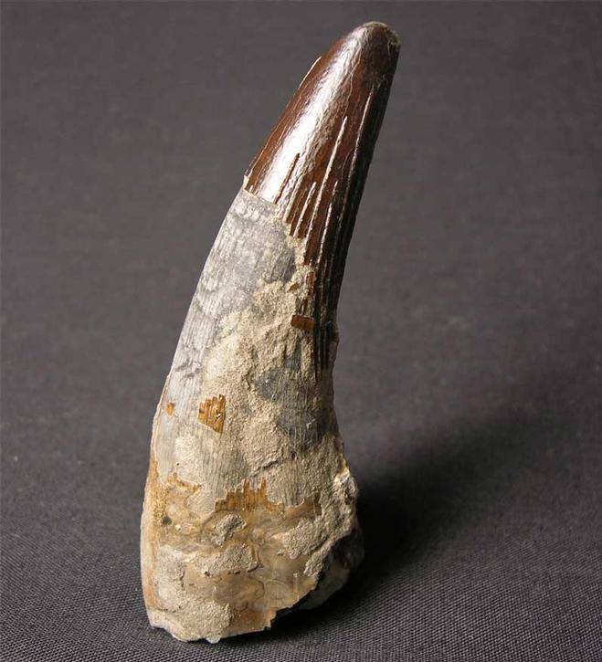 Is this a Simolestes Pliosaur tooth? - Fossil ID - The Fossil Forum