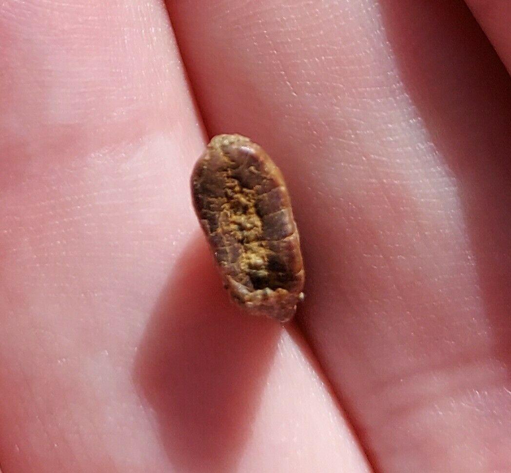 Small Lance Formation tooth - Fossil ID - The Fossil Forum