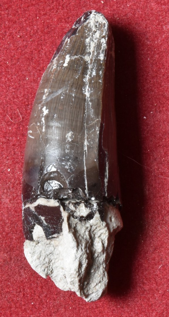 The great (crocodile) tooth identification game - Fossil ID - The ...