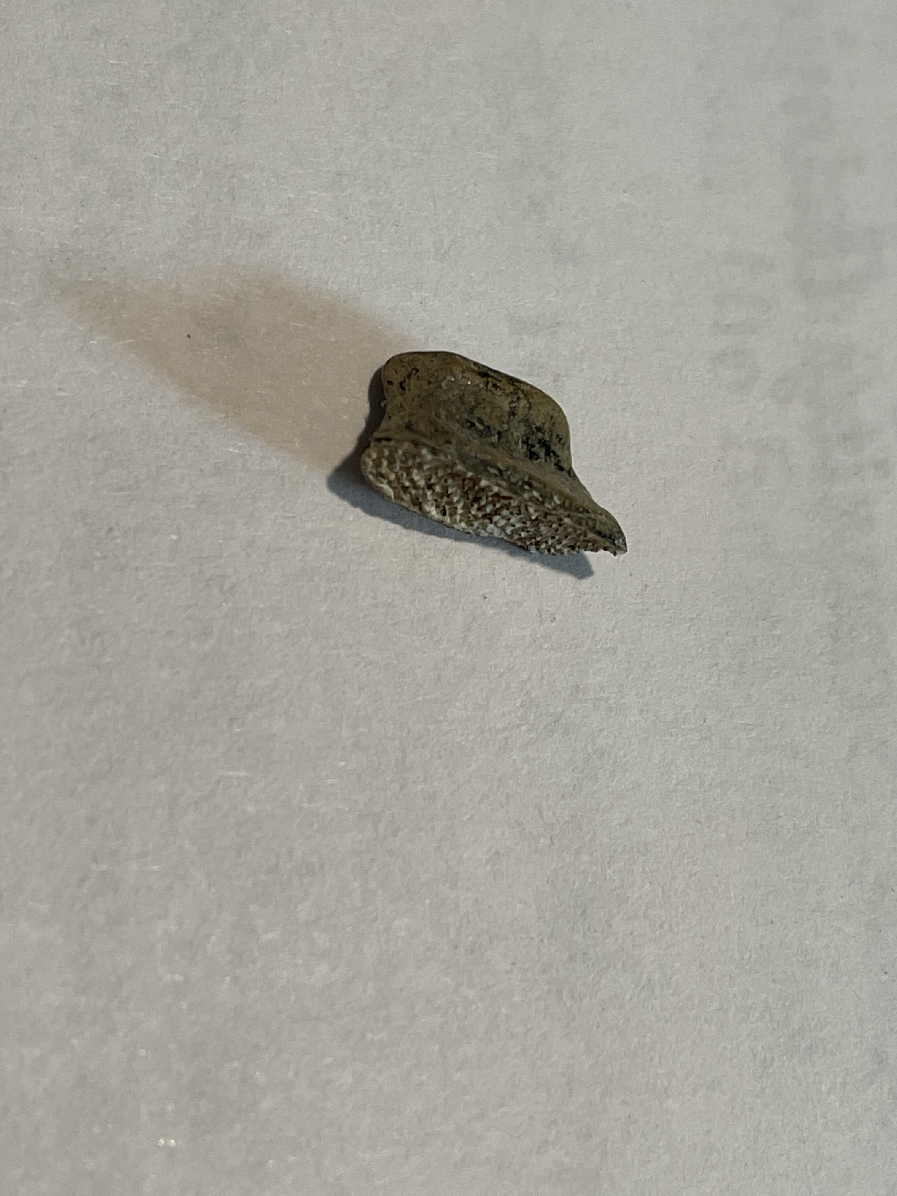 Ratfish? - Fossil ID - The Fossil Forum