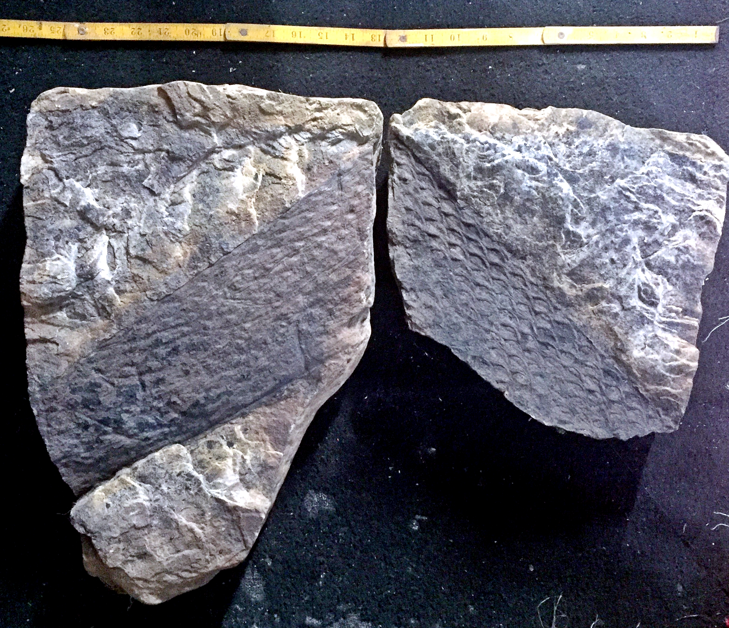 Show us your scale tree fossils. - Page 3 - Member Collections - The ...