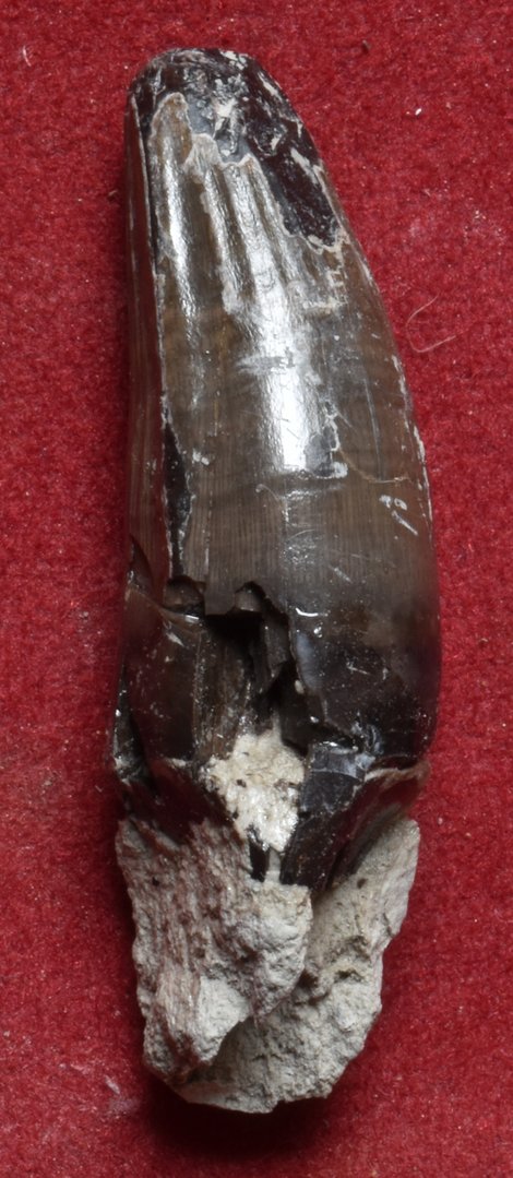 The great (crocodile) tooth identification game - Fossil ID - The ...