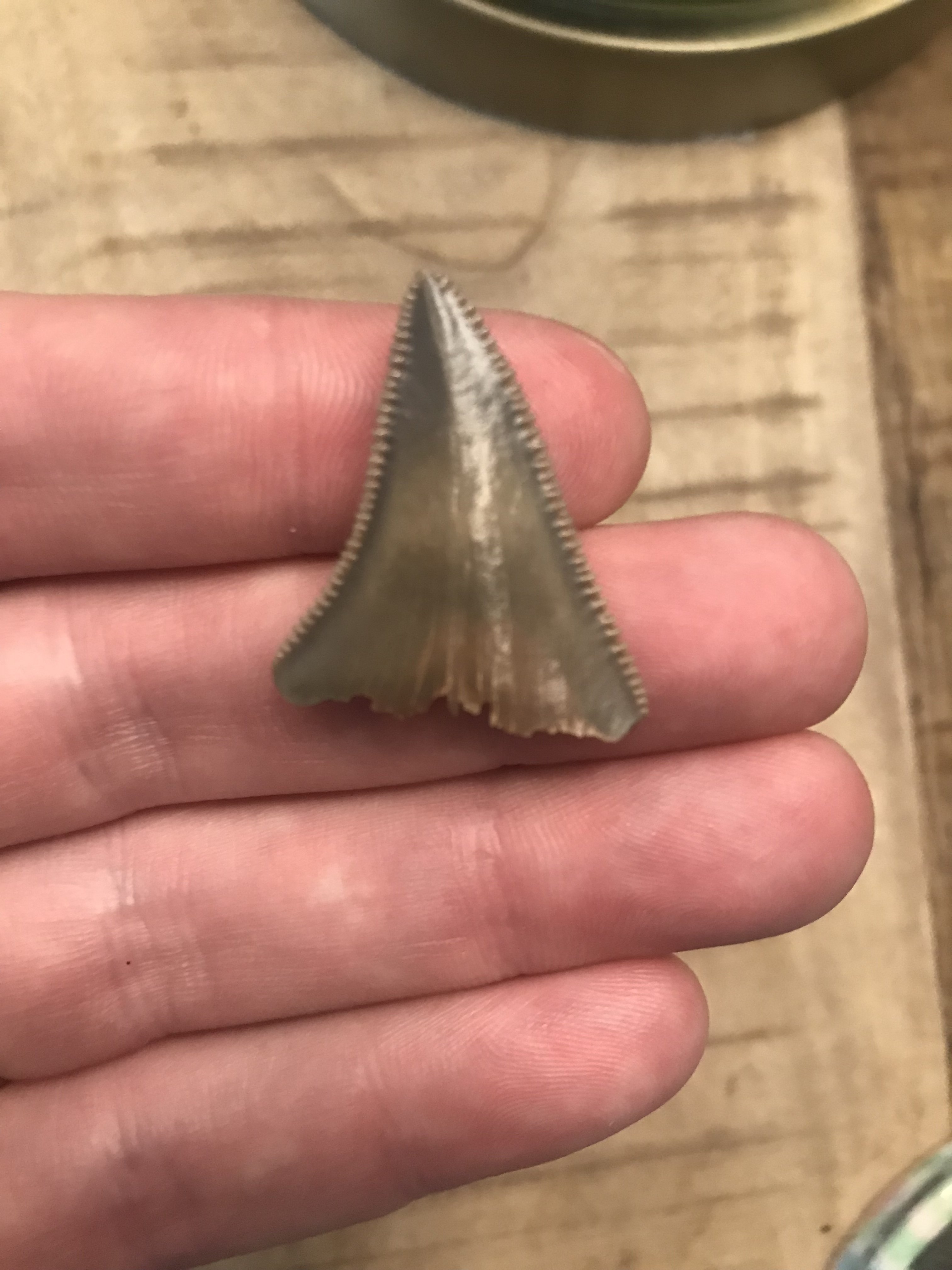 Hollow Great White Tooth - Fossil ID - The Fossil Forum