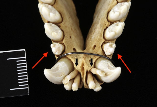 Interesting mammal teeth (modern) - Fossil ID - The Fossil Forum