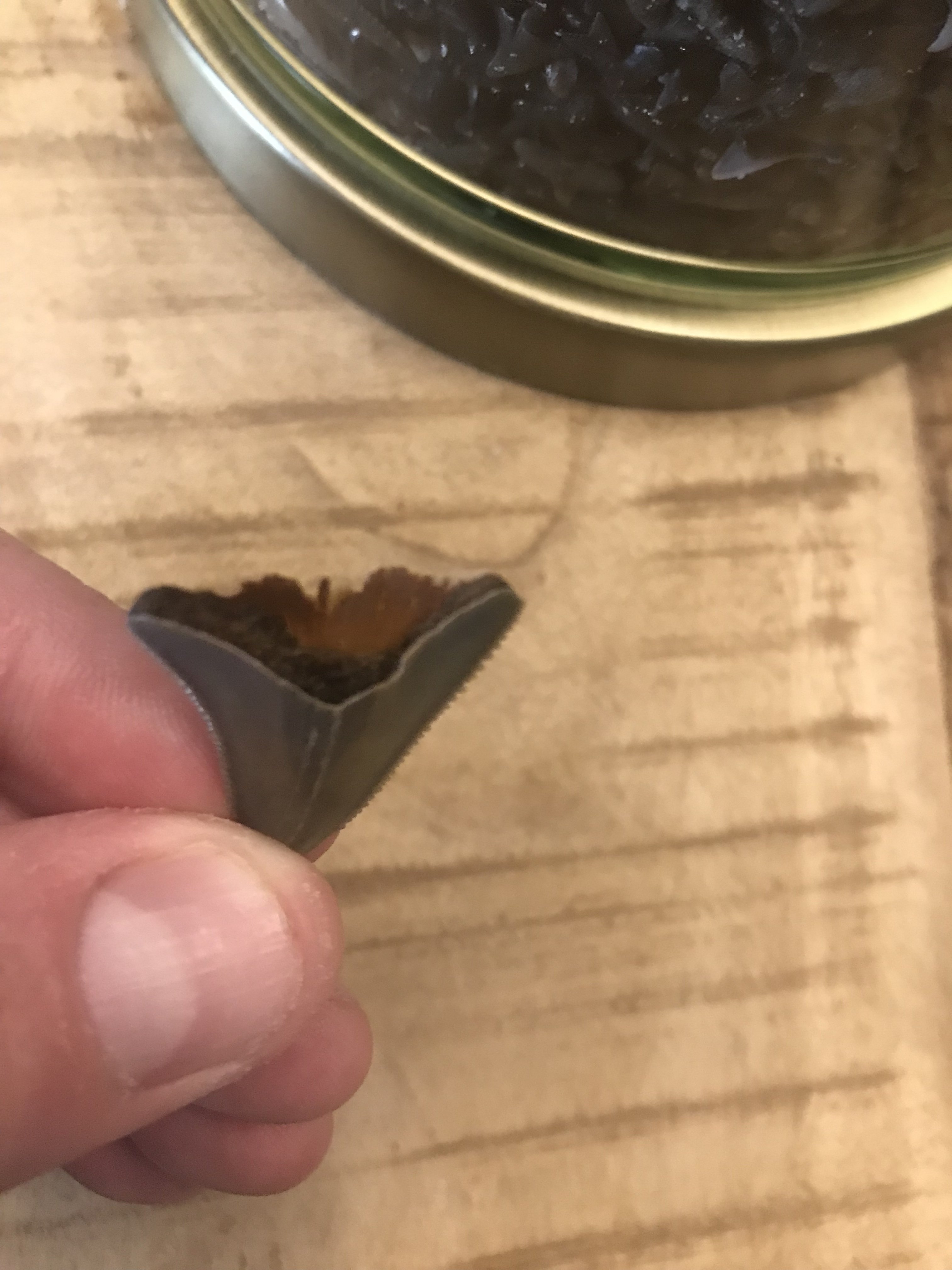 Hollow Great White Tooth - Fossil ID - The Fossil Forum