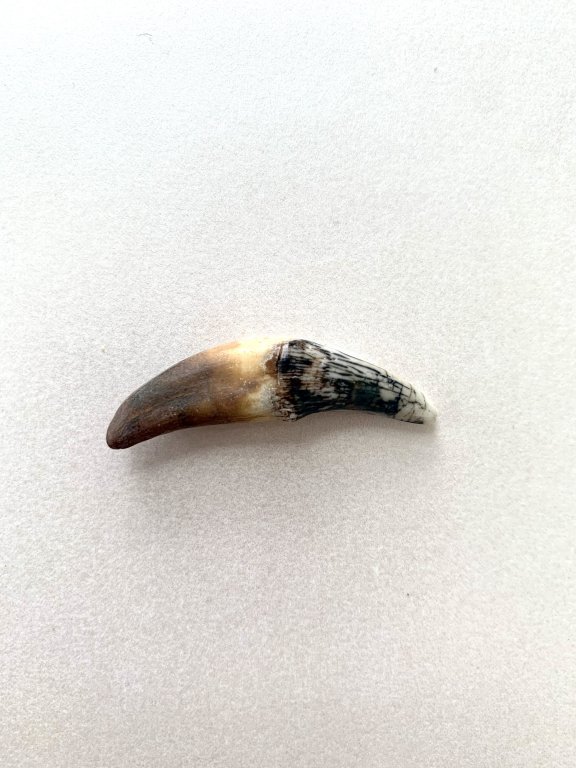 River Thames potential fossil? - Fossil ID - The Fossil Forum
