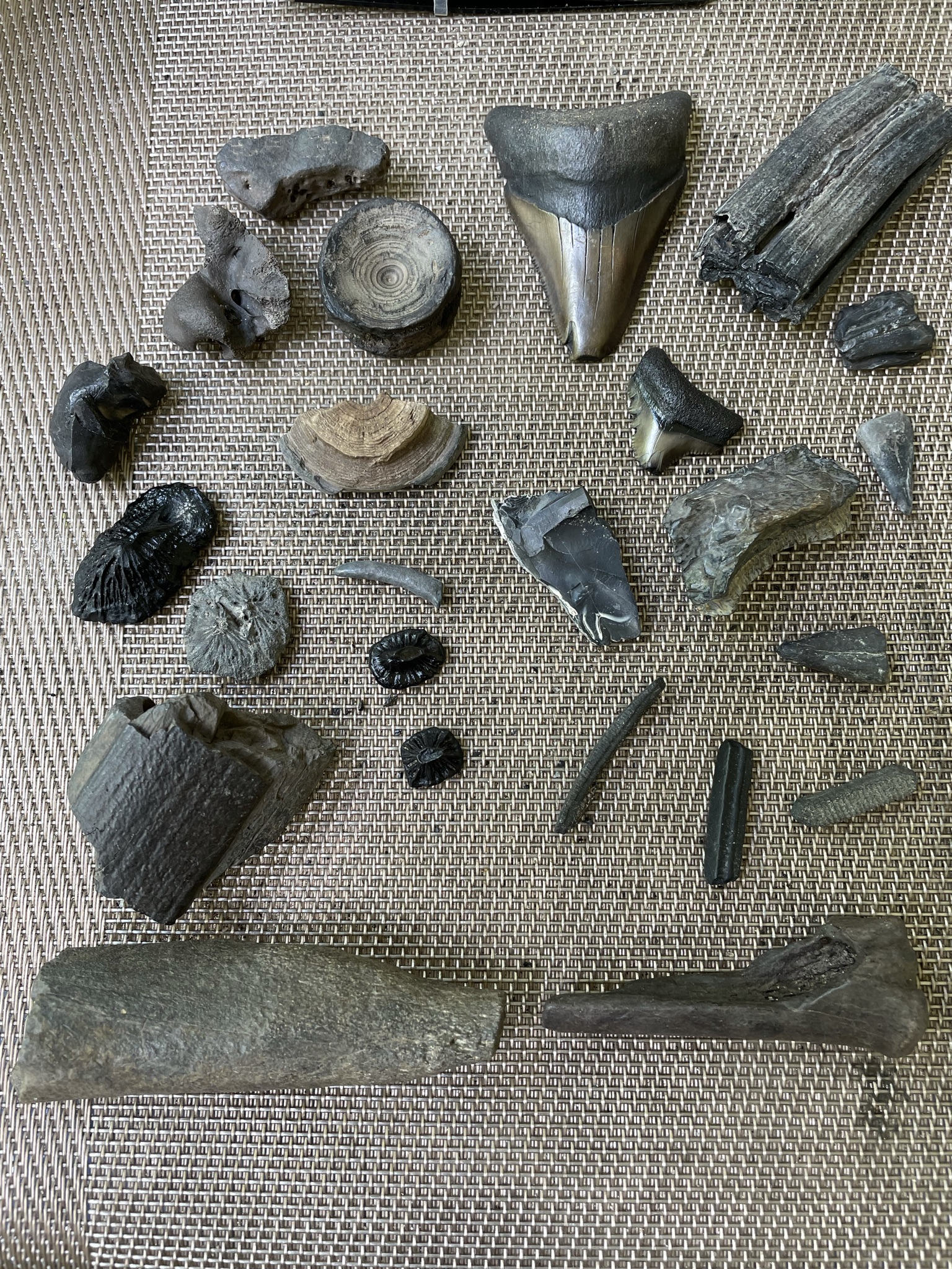 Hunting Bone Valley - Fossil Hunting Trips - The Fossil Forum