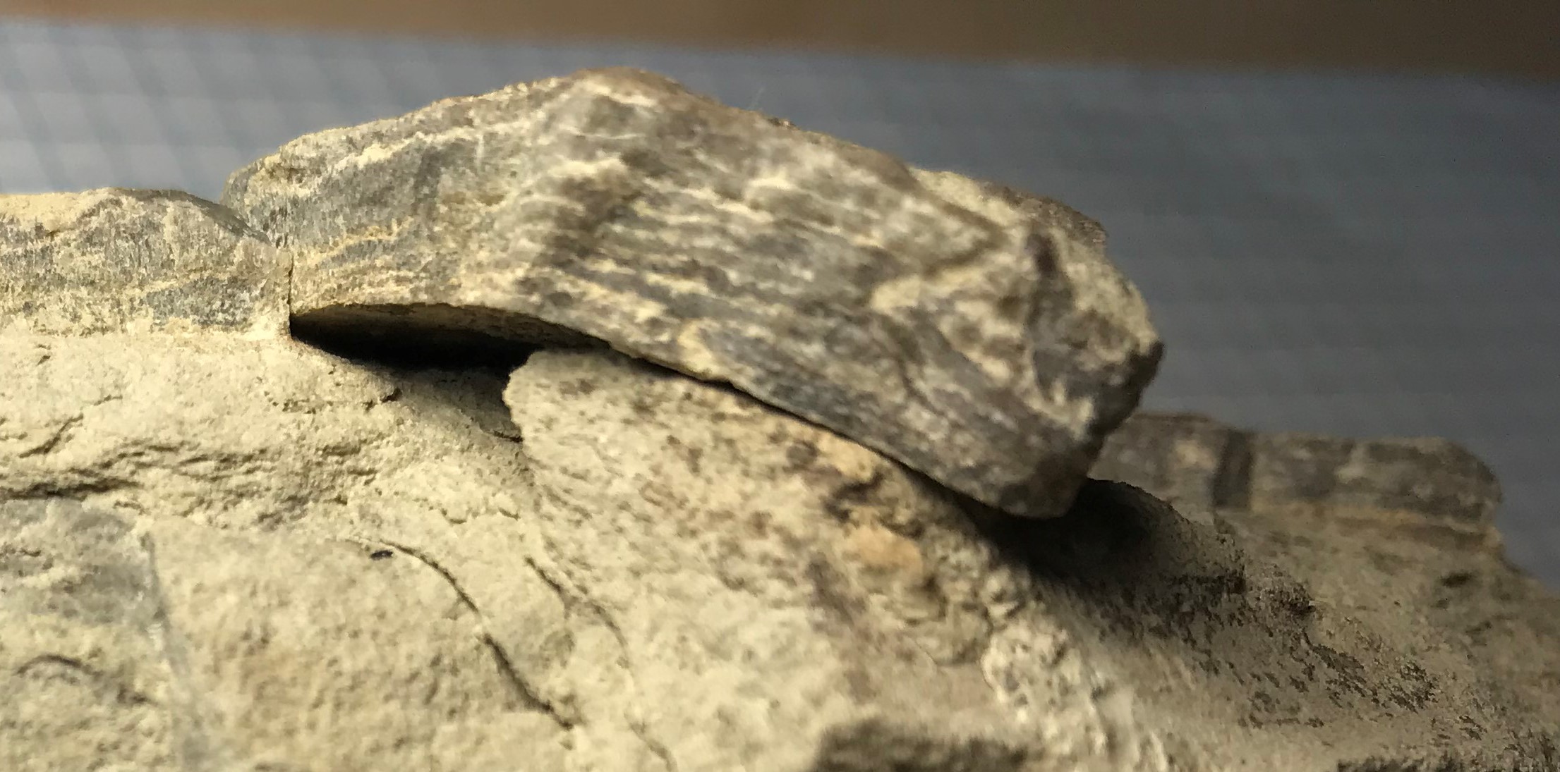 Dive Into an Ordovician Ocean—Trilobites—And a Rare Find - Fossil ...