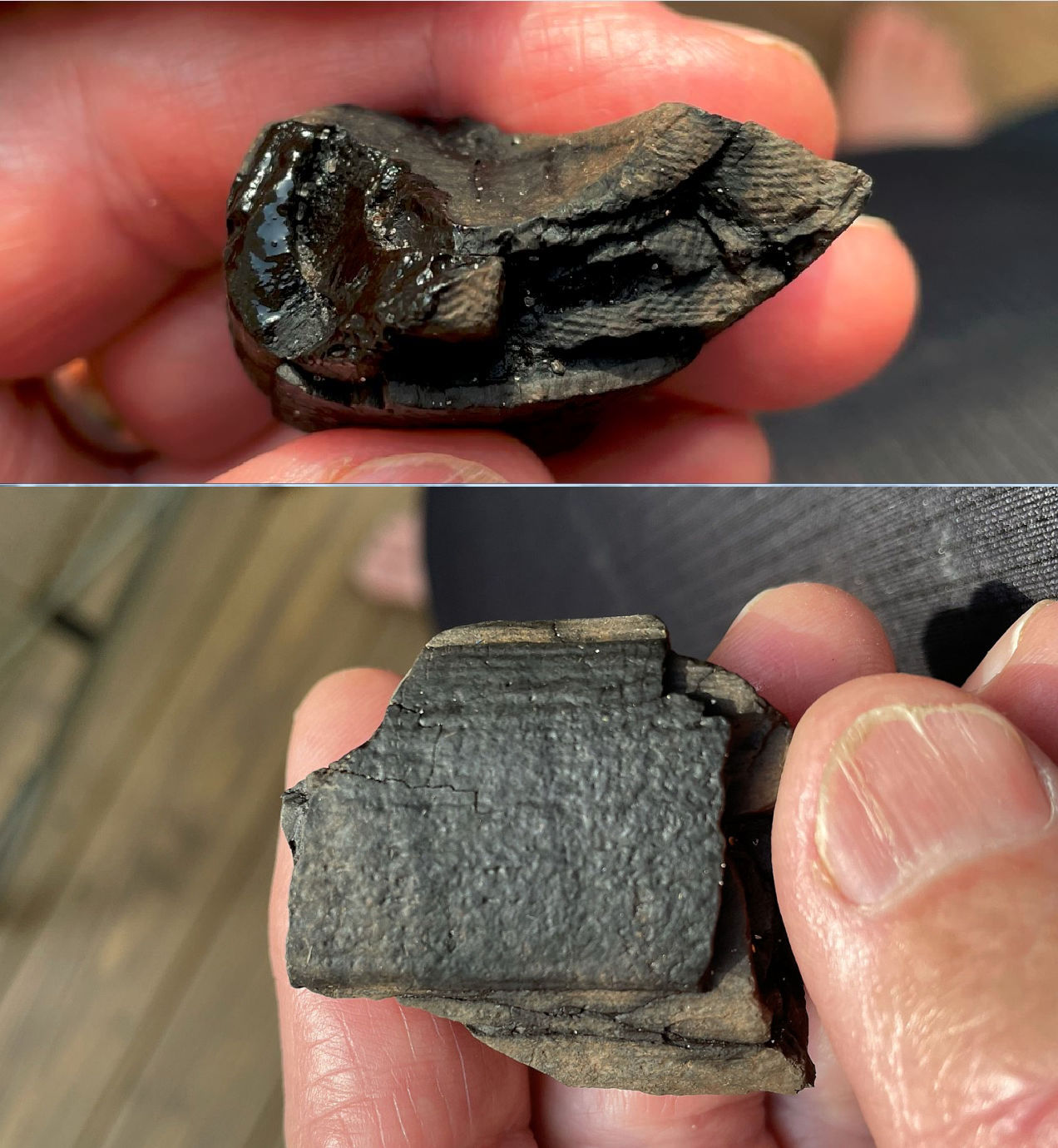 Hunting Bone Valley - Fossil Hunting Trips - The Fossil Forum