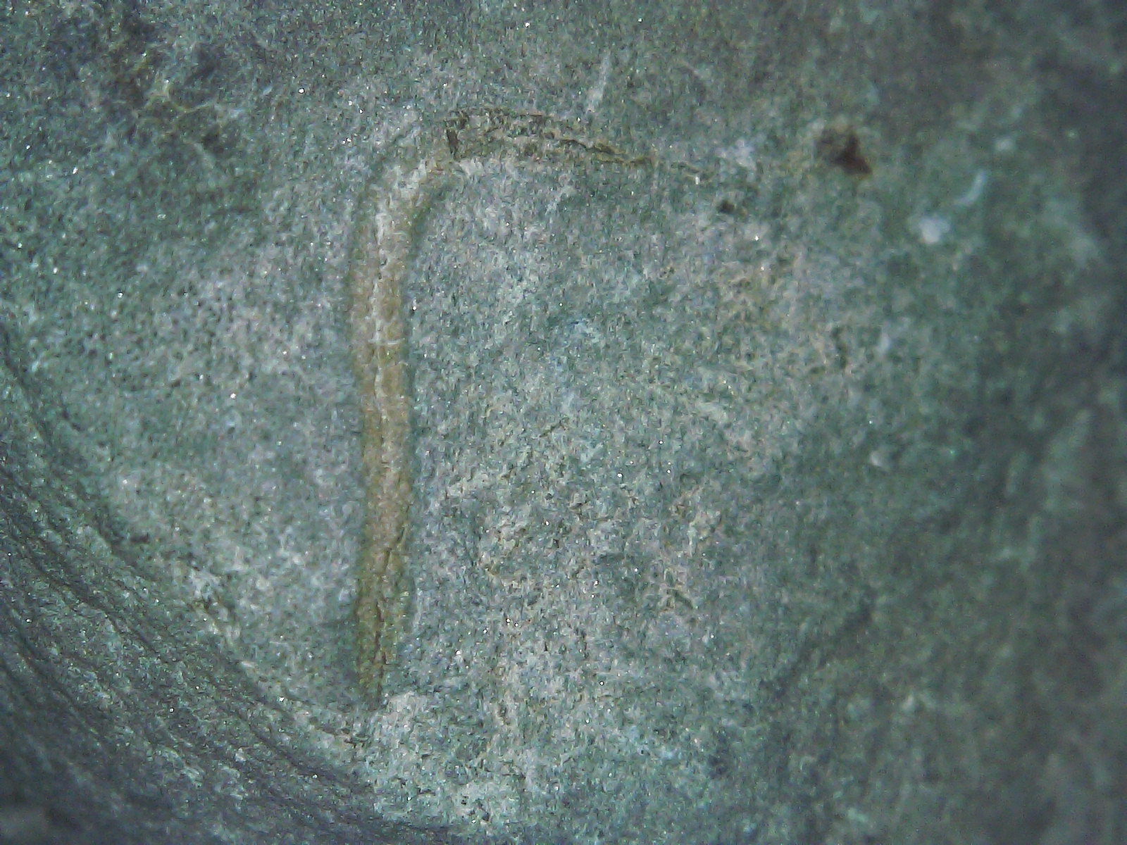 Elongates from the Wheeler Formation - Fossil ID - The Fossil Forum