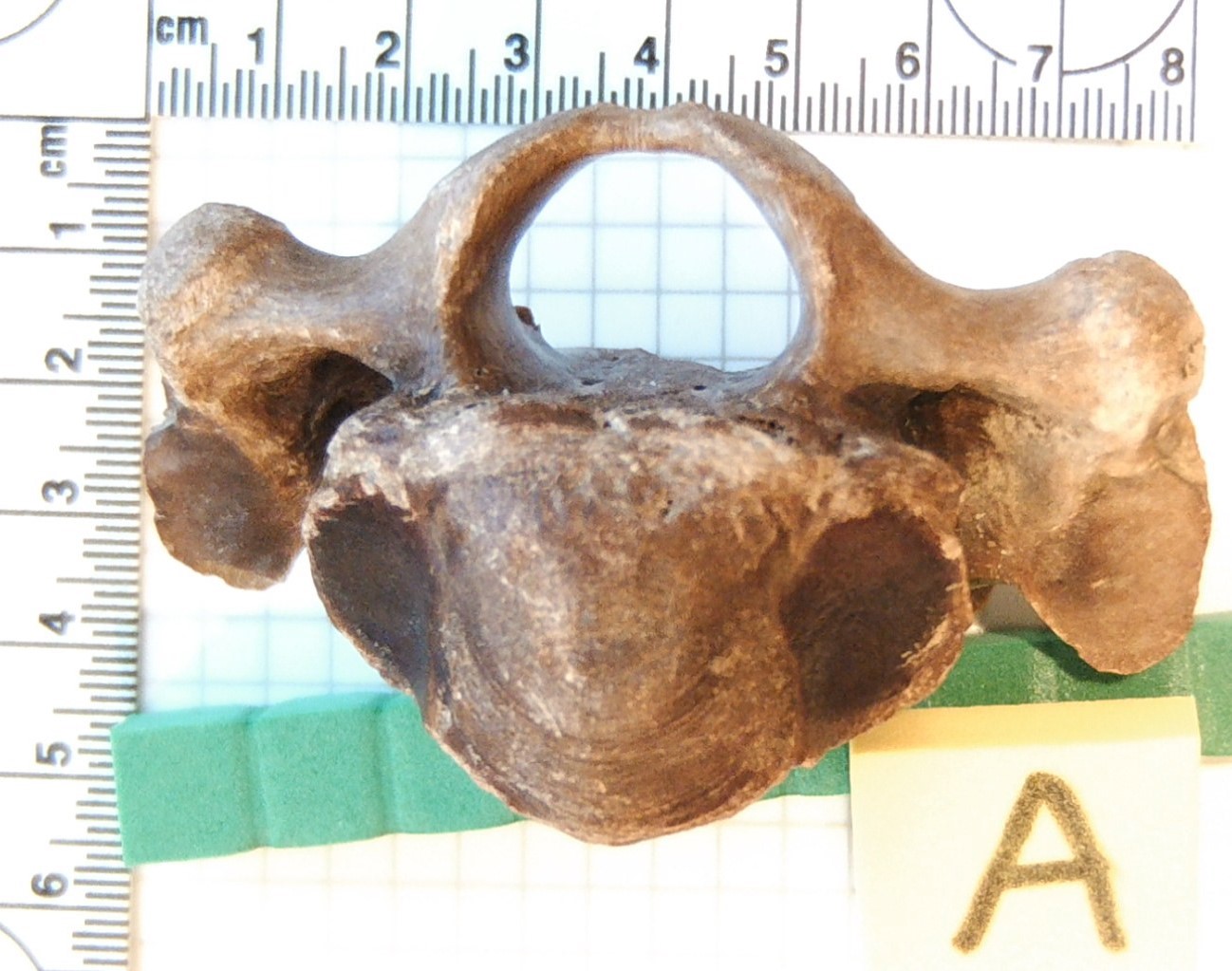 Unknown Florida Vertebrae - Fossil ID - The Fossil Forum