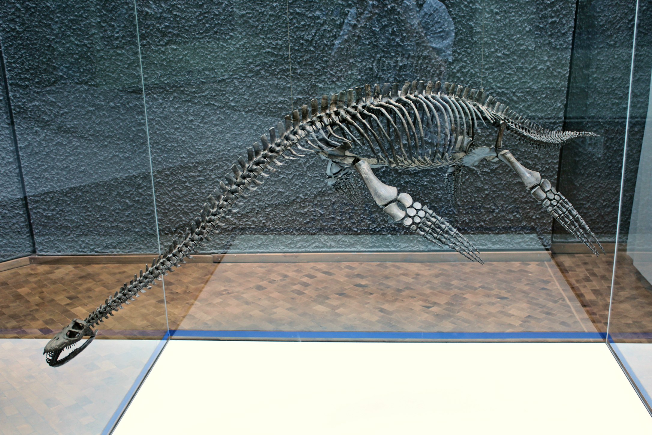 Micro-propodial - Reptiles - The Fossil Forum
