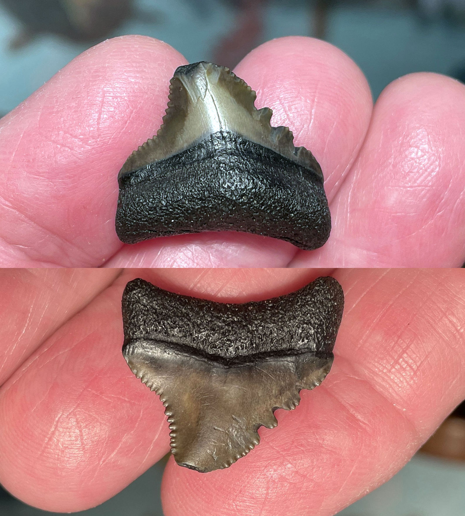 Hunting Bone Valley - Fossil Hunting Trips - The Fossil Forum