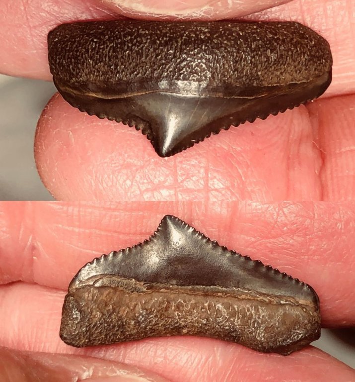Hunting Bone Valley - Fossil Hunting Trips - The Fossil Forum