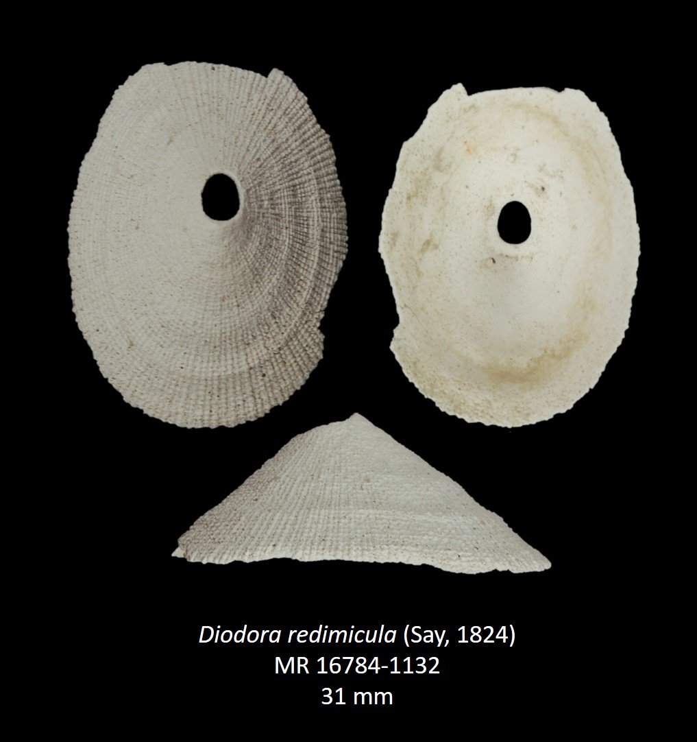 Diodora redimicula - Gastropods - The Fossil Forum