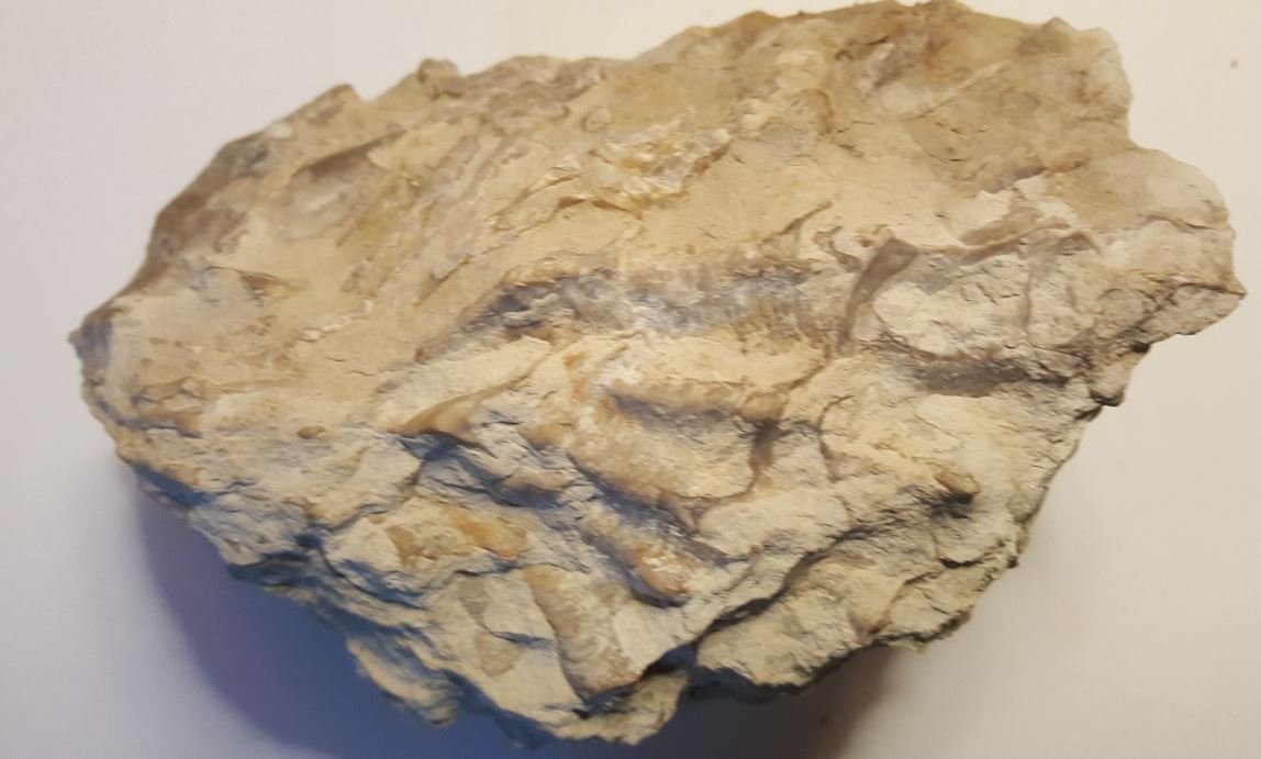 Lopha subovata picture # 2 - Member Collections - The Fossil Forum