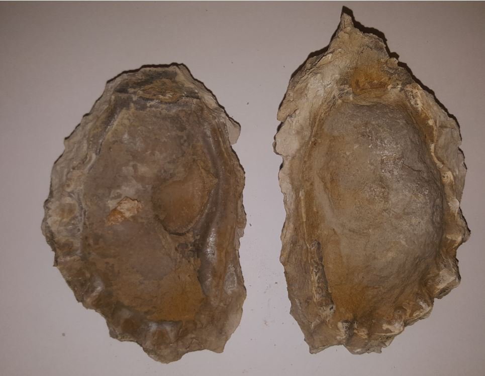 Lopha subovata picture # 3 - Member Collections - The Fossil Forum